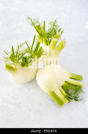 Closeup of three whole fennel bulbs with fronds on professional light ...