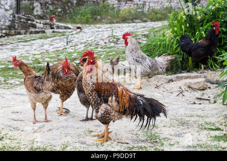 Albania, Berat, roosters Stock Photo - Alamy