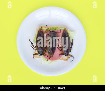 Offer of edible insects on a plate. Fried Giant Water Bug - Lethocerus ...