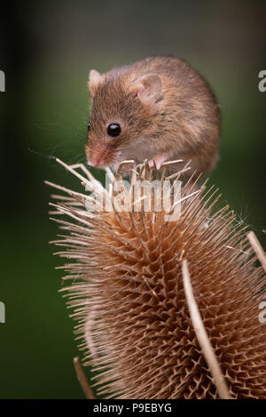 Close-up of little small Mouse cute grey rat with fluffy hair - Neumann ...