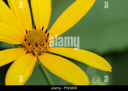 Oxeye in native garden Stock Photo - Alamy