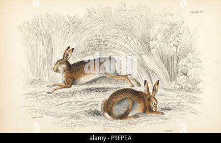 Hare, Lepus timidus. Handcoloured steel engraving by Lizars after an ...
