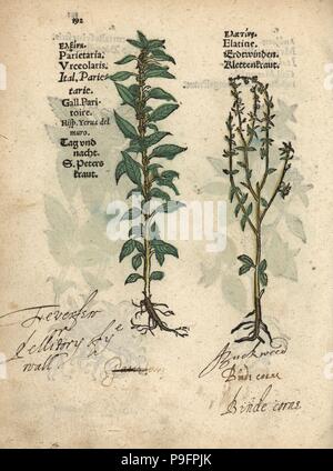 Pellitory of the wall, Parietaria officinalis. Handcoloured copperplate ...