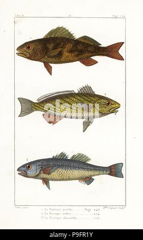 Umbrina Cirrosa fish Stock Photo - Alamy