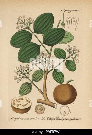 Illustration of STRYCHNOS Nux vomica The strychnine tree, also known as ...