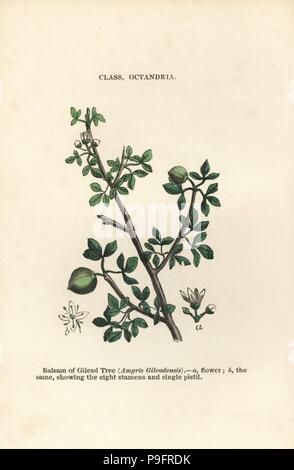Arabian balsam tree, Commiphora gileadensis, (encyclopedia, 1893 ...