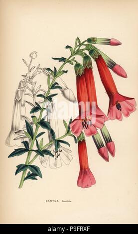 A Cantua buxifolia (magic flower of the Incas) is blooming in the ...