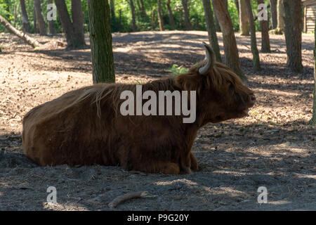 Big scottish brown hairy yak cattle close up Stock Photo - Alamy