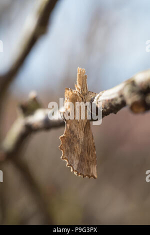 Pale Prominent (Pterostoma palpinum Stock Photo - Alamy