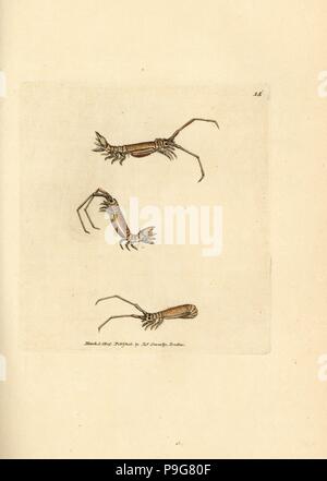 Long-horn isopod, Astacilla longicornis (Oniscus longicornis ...