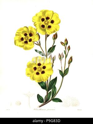 Halimium lasianthum subsp formosum Stock Photo - Alamy