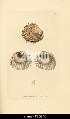Spiny Cockle - Acanthocardia aculeata Stock Photo - Alamy