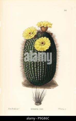 Silver ball cactus, Parodia scopa. Broom cactus, Echinocactus scopa ...