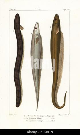 Monopterus albus Asian swamp eel Asia fish Stock Photo - Alamy