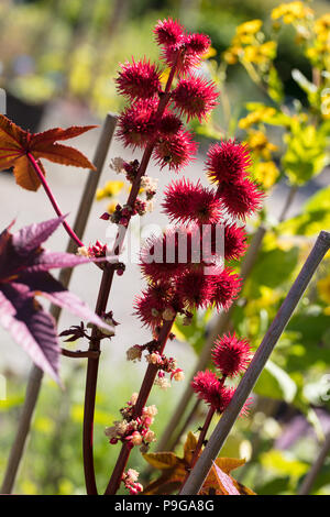 'Impala' Castor oil plant, Ricin (Ricinus communis Stock Photo - Alamy
