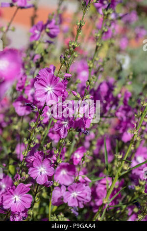 Sidalcea 'Party Girl' - Prairie Mallow; aka: Checkerbloom, Checker ...