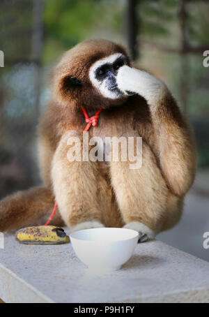 Photo of a macro bright amusing big monkey in the tropics Stock Photo ...