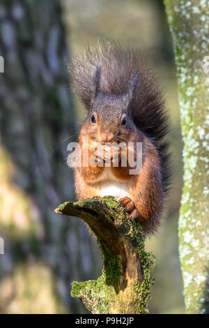 Red squirrel near Lockerbie. Scotland. Winter morning Stock Photo - Alamy