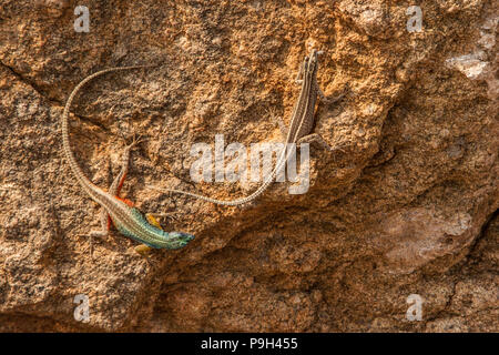Male and female Augrabies flat lizard (Platysaurus broadleyi ...