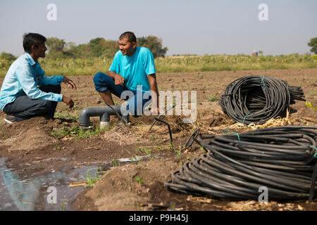 Drip irrigation water pipes (drip system) in the desert, green plants on sea shore, small reed ...