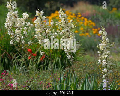 Flowering Adam’s needle and thread Yucca filamentosa in stone flower ...