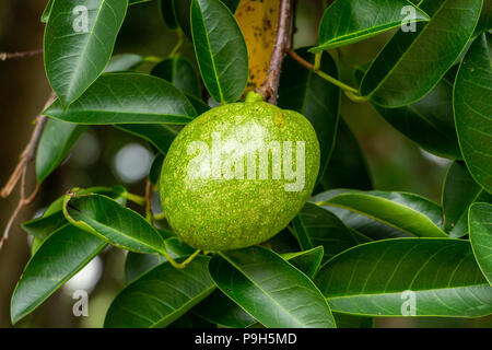 pond apple, alligator apple, swamp apple, corkwood, bobwood, monkey ...