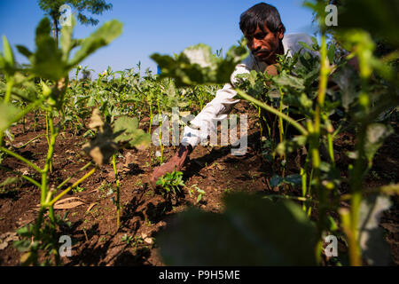 A farmer weeding his vegetables on his farm, Sendhwa, India Stock Photo ...