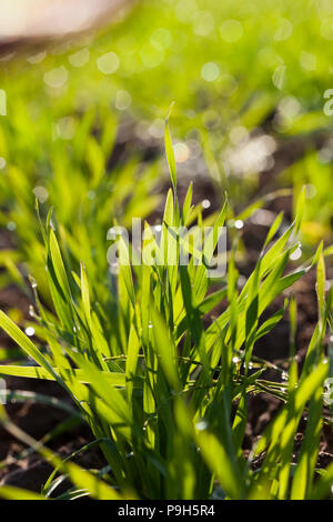 Field of young green Oats. Plantation of oats in the field - crop ...