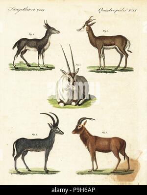 Bluebuck, Hippotragus leucophaeus, extinct. Blue antelope, Antilope ...