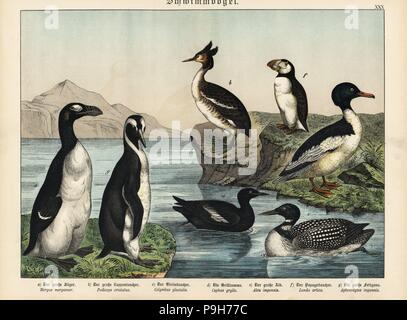 Great Auk Pinguinus impennis or Alca impennis STUFFED SPECIMEN EXTINCT ...