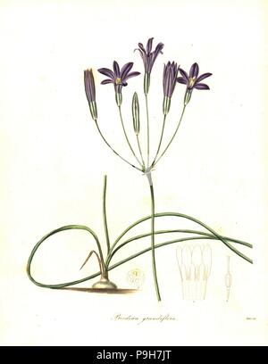 Crown brodiaea, Brodiaea coronaria (Large flowered brodiaea, Brodiaea ...