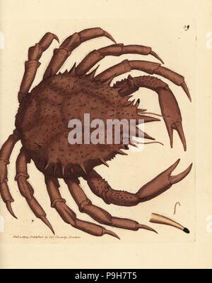 Northern stone crab, King crab (Lithodes maja, Lithodes maja, Lithodes ...