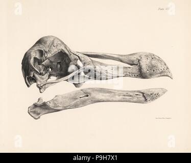 Side view of bird skull. Bird anatomy. Bird skeletal system. Uper and ...