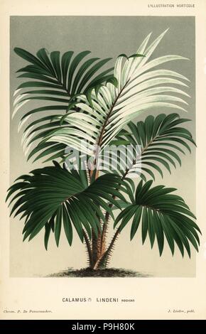 Calamus rotang rattan palm Stock Photo - Alamy