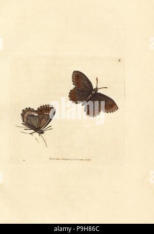 Erebia aethiops, known as Scotch argus Stock Photo - Alamy