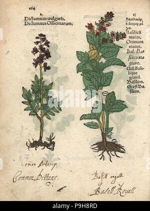 Common dittany, Cunila mariana, and sweet basil, Ocimum basilicum ...