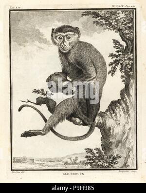 Malbrouck, Chlorocebus cynosuros, female. Copperplate engraving by ...