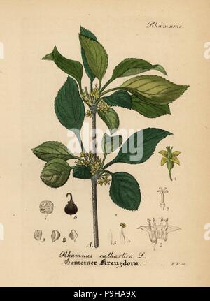 Purging buckthorn, Rhamnus cathartica. Handcoloured lithograph by ...