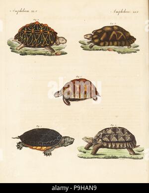 Indian Star Tortoise , Testudo elegans , Geochelone elegans , India ...