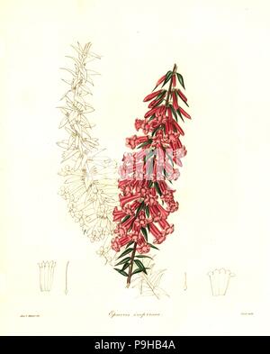 Common heath (Epacris impressa) flowers. Mount Piper Reserve, Broadford ...