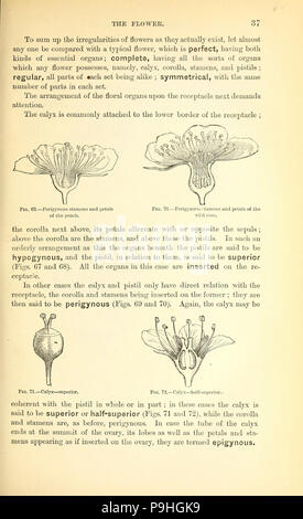 A manual of the medical botany of North America Stock Photo - Alamy