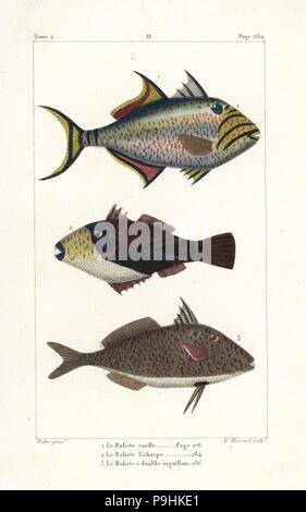 Wedge-tail triggerfish (Rhinecanthus rectangulus). X-ray of a section ...