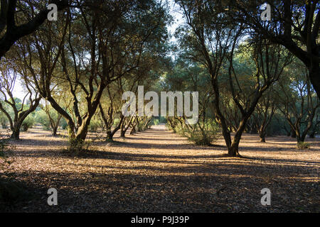 Sygrou estate natute at Marousi, Athens Stock Photo - Alamy