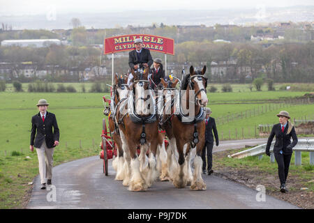 Clydesdale horse pulling cart dray in Glasgow Park Scotland Stock Photo ...