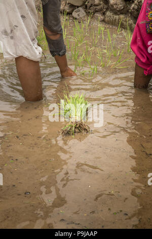 Indian women planting young rice plants in a paddy field. Andhra ...