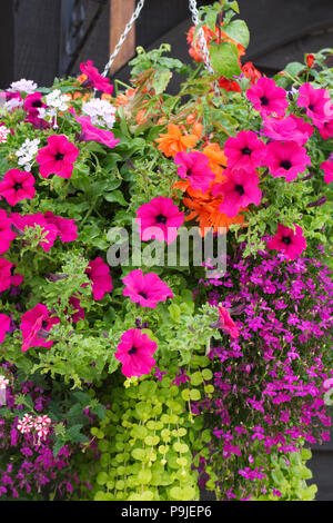 Colorful hanging flower baskets with blooming petunias inside bright ...