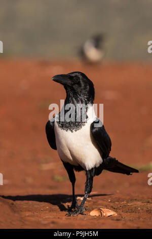 Pied crow (Corvus albus), bird species in the crow genus, Isalo ...