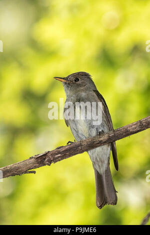 Eastern Wood-Pewee perched on the tree branch eating the fly Stock ...