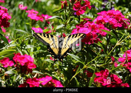 Monarch butterfly on red flowers Stock Photo - Alamy