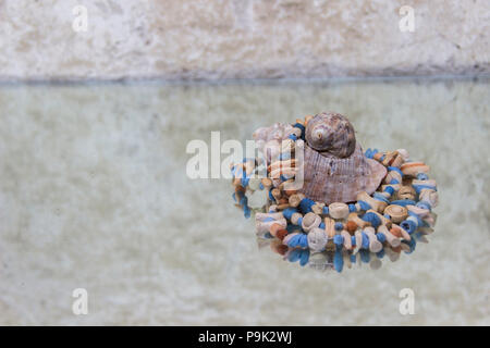 Frame of beautiful different seashells on a blue background. Mollusk ...